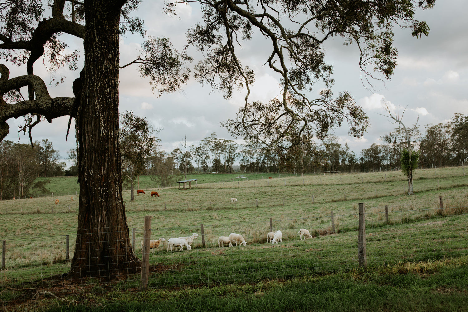 Eden Park Farm – Eden Park Farm
